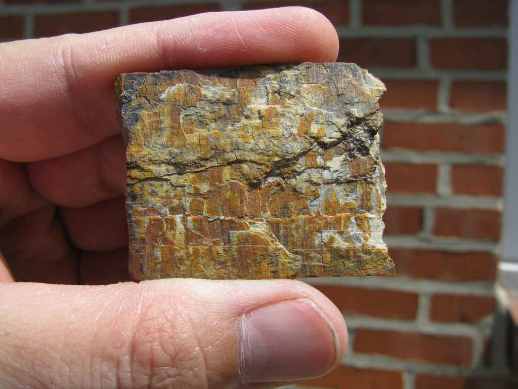 Views of the Mahantango: Callixylon newberryi