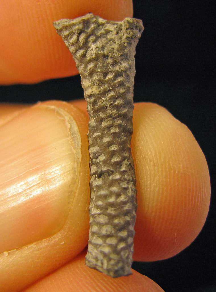 Views of the Mahantango: Cladopora roemeri coral from the Windom shale