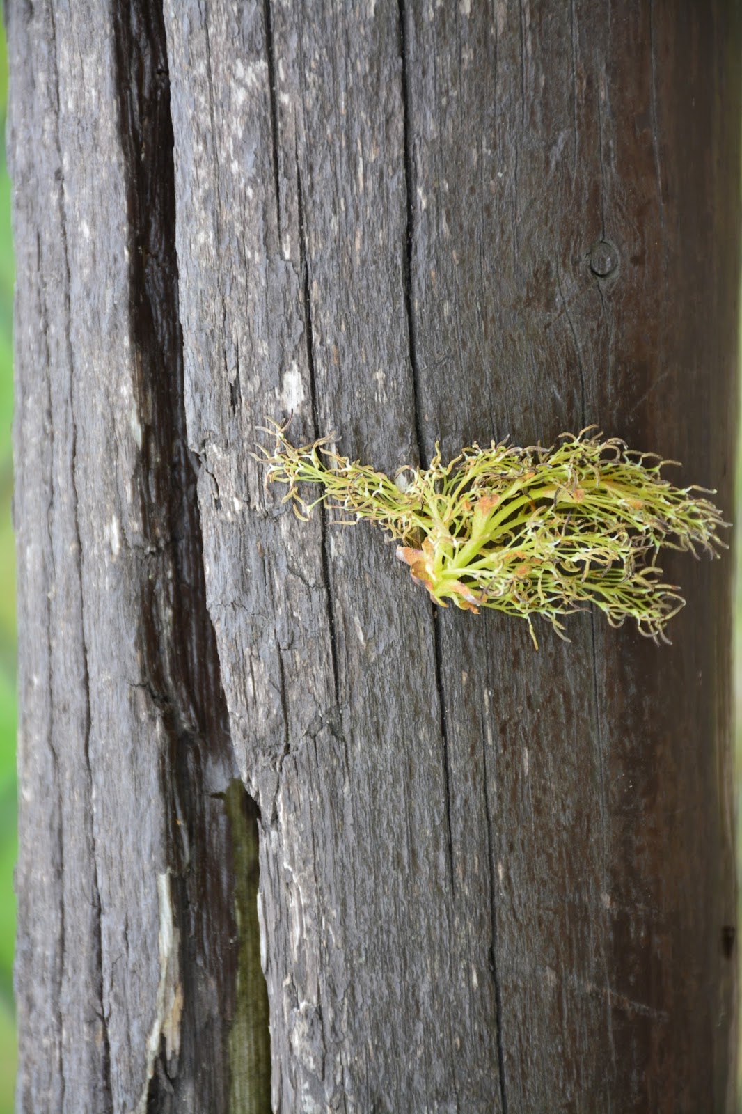 Dual and Divided Nature: What Grows Out of Fracture