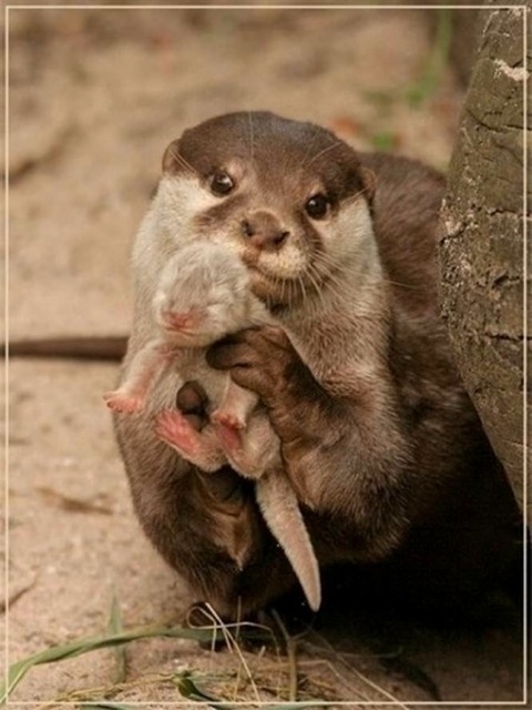 World's Cutest Animals ~ Now That's Nifty