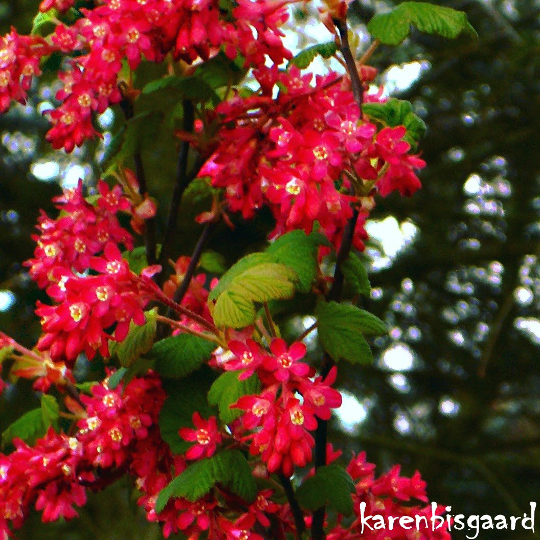 Karen`s Nature Photography: Blooming Red Flower Currant.