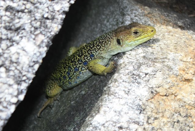 El Rinche de Berry : Fauna