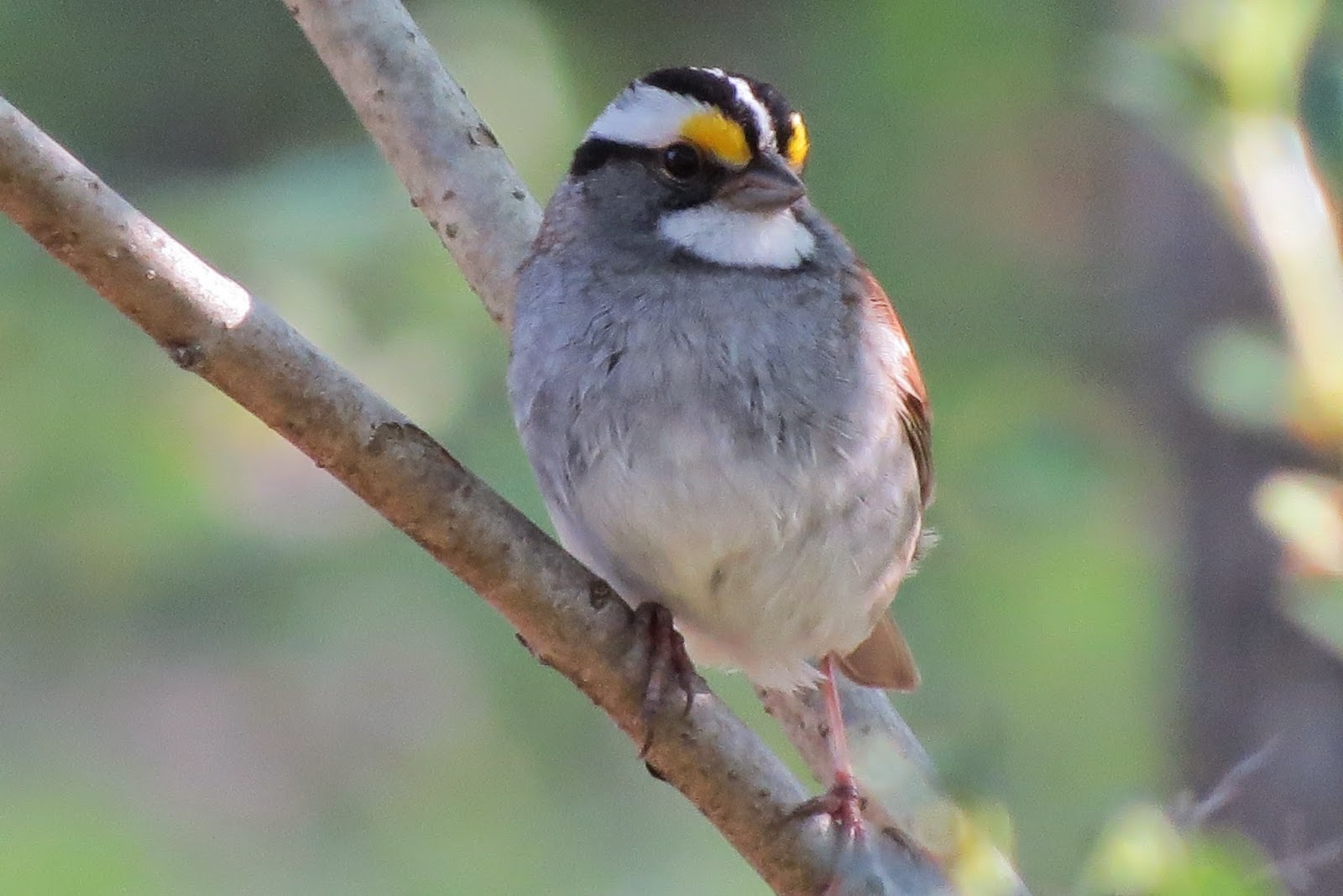 Richard's Kentucky Bird Tracks : Kentucky Birds Of Springtime 2019