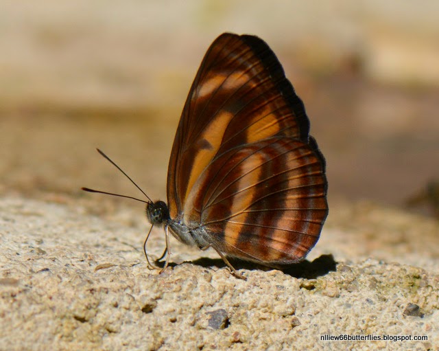 The Forested Path (and Beyond): BUTTERFLIES of RAUB: Neptis miah batara ...