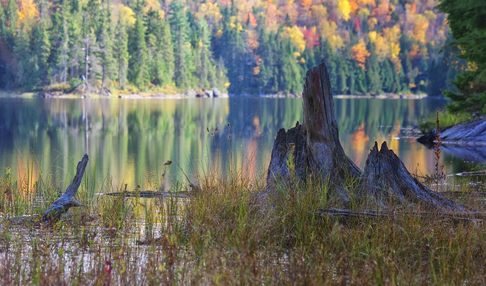 Automnes du Québec: La souche