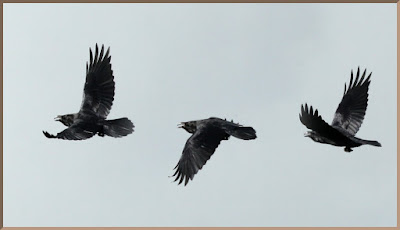 Maynard Life Outdoors and Hidden History of Maynard: Suburban Ravens in ...