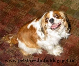 Tibalier Dog HD Wallpapers Free Download | All About Dogs