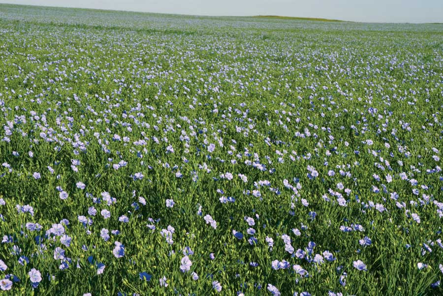 Flax Fiber | ফ্ল্যাক্স ফাইবার | লিনেন ফেব্রিক - Textile Lab | Textile ...