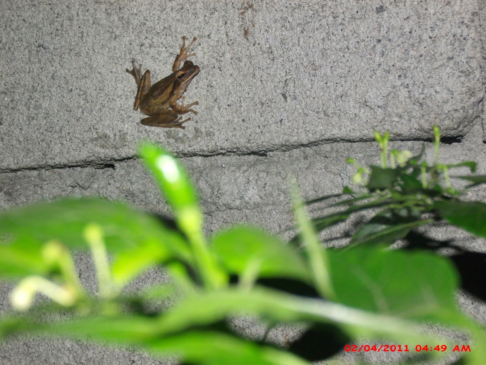 Discovery "Unsual frog in the Philippines" | God's LOVE & GRACE