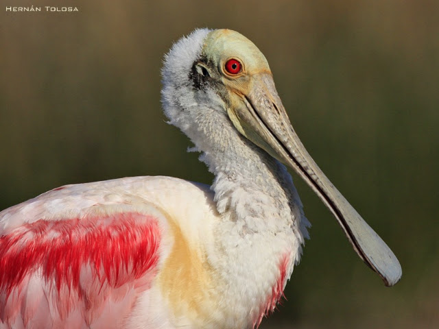 Aves de Argentina: Espátula rosada (Platalea ajaja)