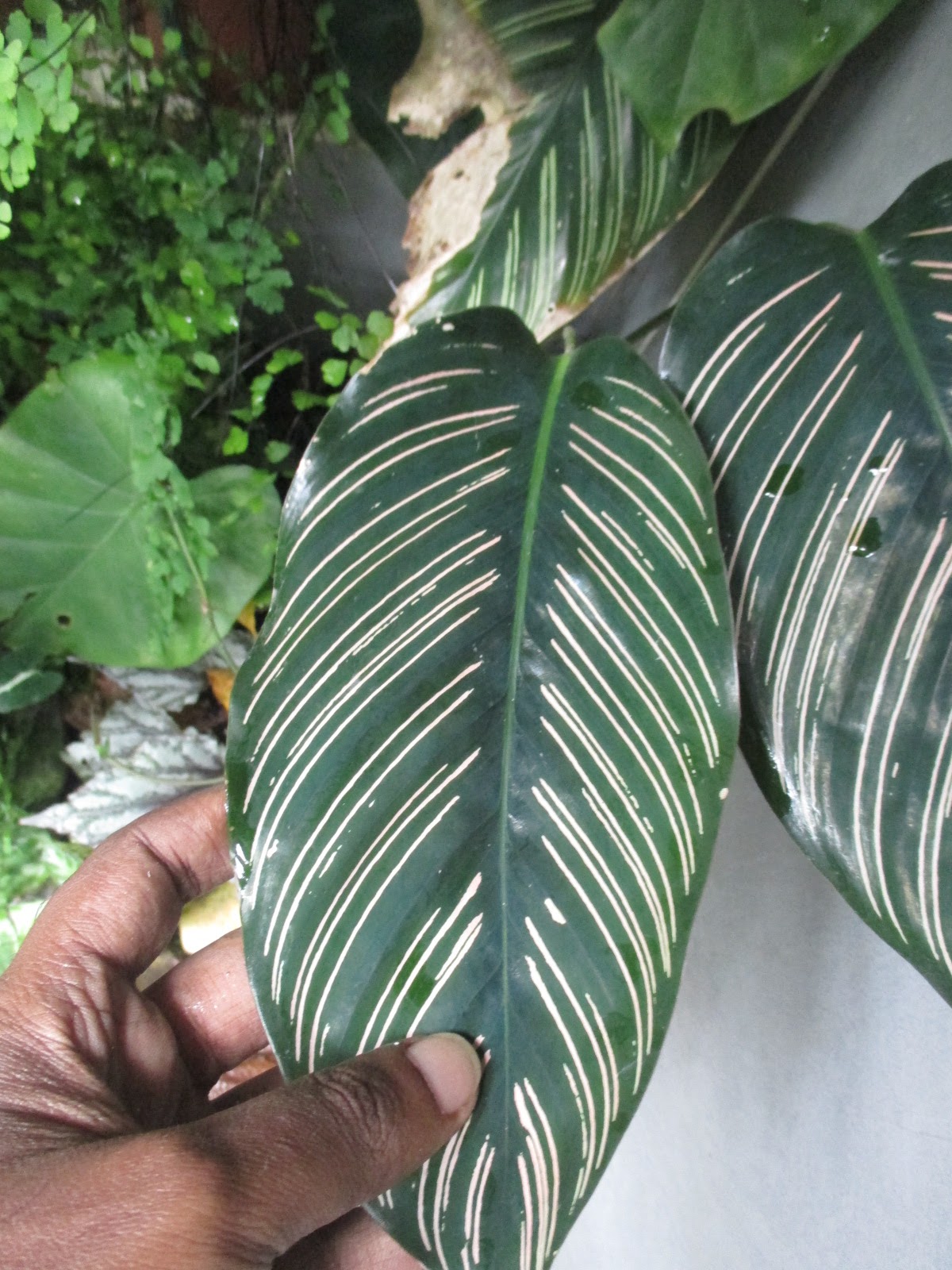 Garden Chronicles of James David: Calathea Species