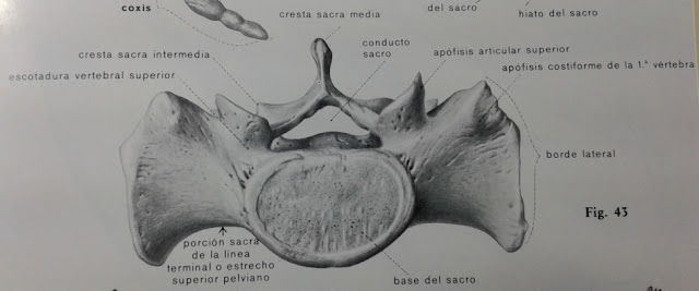 Columna Vertebral: REGIÓN SACROCCOCÍGEA