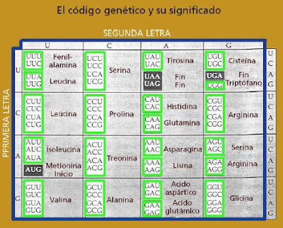 Frandotemas: Código genético universal.