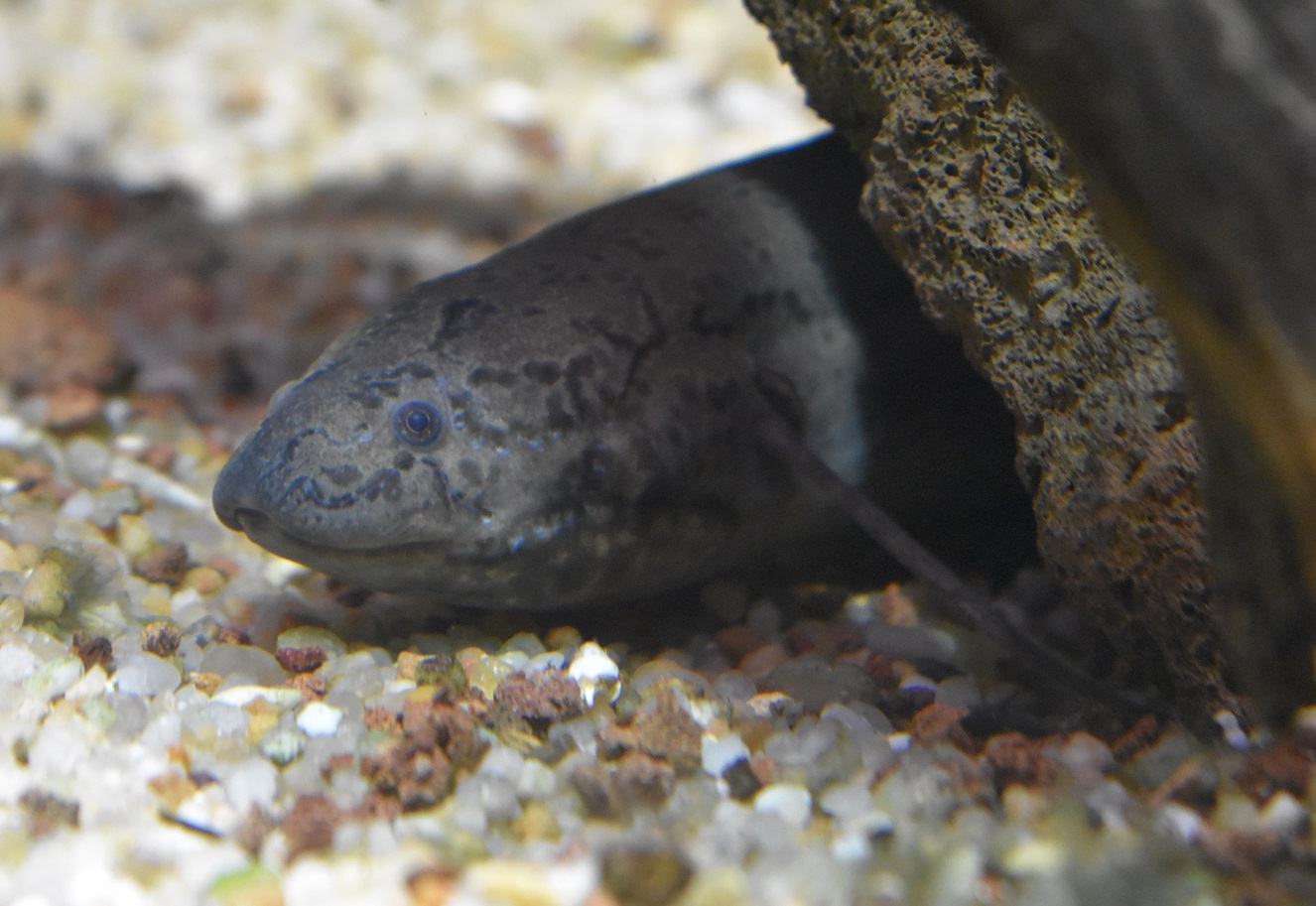ZOOTOGRAFIANDO (6.100 ANIMALS): PEZ PULMONADO MARMOLADO (Protopterus ...