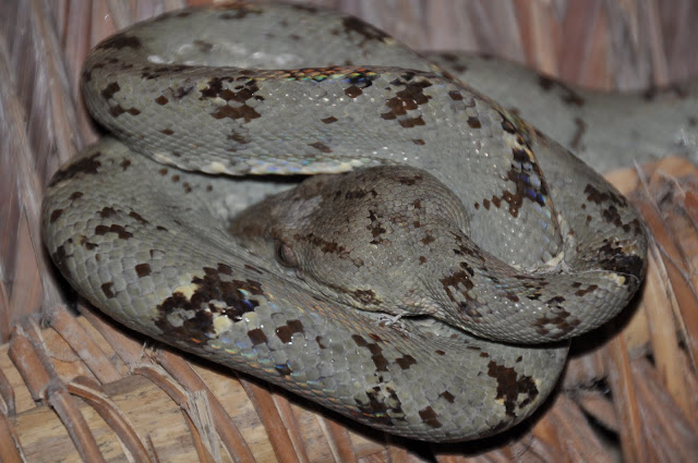 La Selva Esmeralda.: La Selva Esmeralda...en Perú. PN Manu.