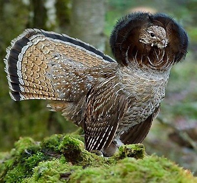 El ojo del buitre: Aves - Guaco de collar (Bonasa umbellus)