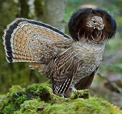 El ojo del buitre: Aves - Guaco de collar (Bonasa umbellus)