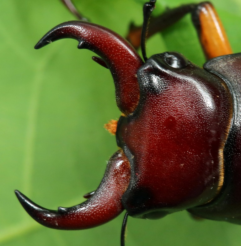 Large Insects With Pinchers