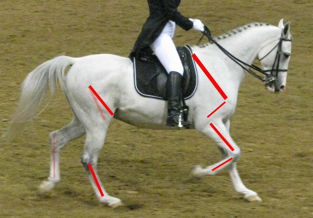 Musings at Minkiewicz Studios LLC: Equine Anatomy and Biomechanics: A ...