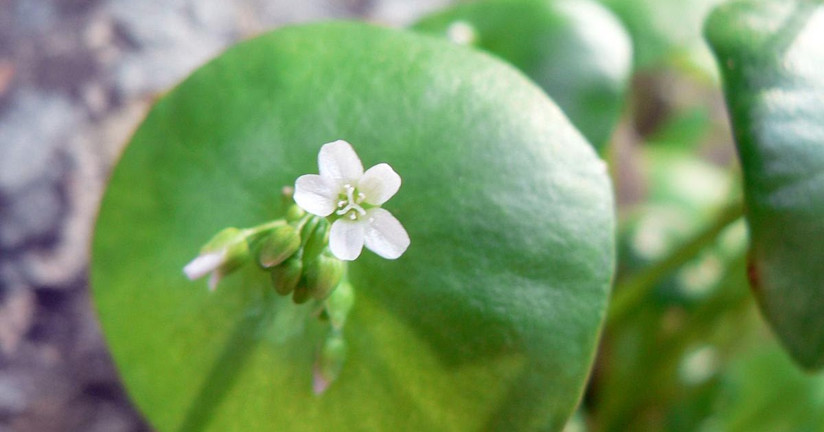 Flora de Puerto Rico Ilustrada Papo Vives: PORTULACACEAE CLAYTONIA ...