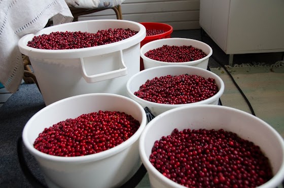 Punkkari punavarpunen pörhistelee daamilleen