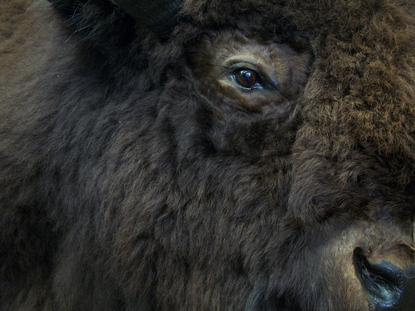 Cats, Kids and Crafts: Buffalo