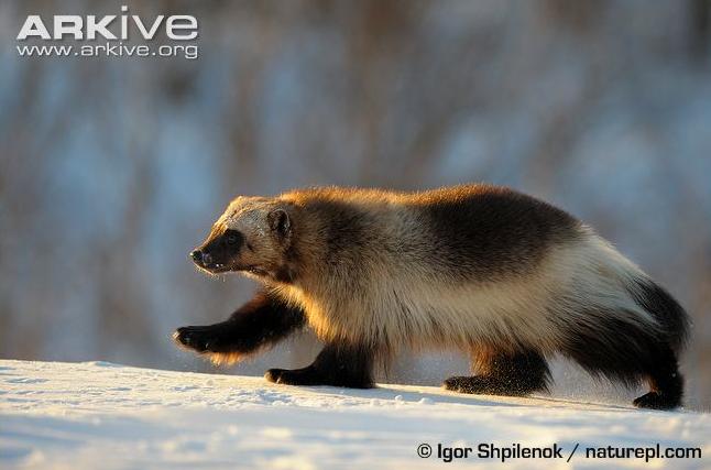 AUSTRALIAN FANTASY ADVENTURES: Fascinating Animals