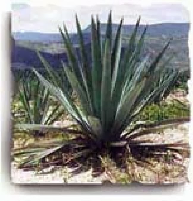 Vive México,Durango: Clima,Flora y Fauna