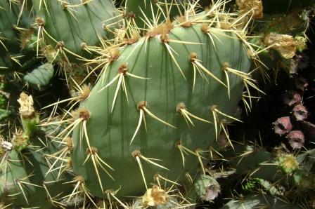 ARTE Y JARDINERÍA : ENFERMEDADES Y PARÁSITOS DE LOS CACTUS