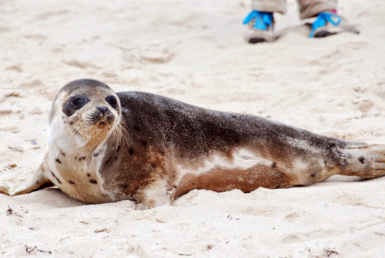 Progressive Charlestown: Mystic Aquarium releases THREE rescued seals ... Progressive Charlestown: Mystic Aquarium releases THREE rescued seals ...