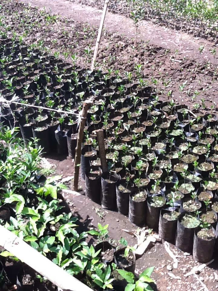 For sale: Atis (seedless) plants for Php (Philippine peso) 150 and free ...