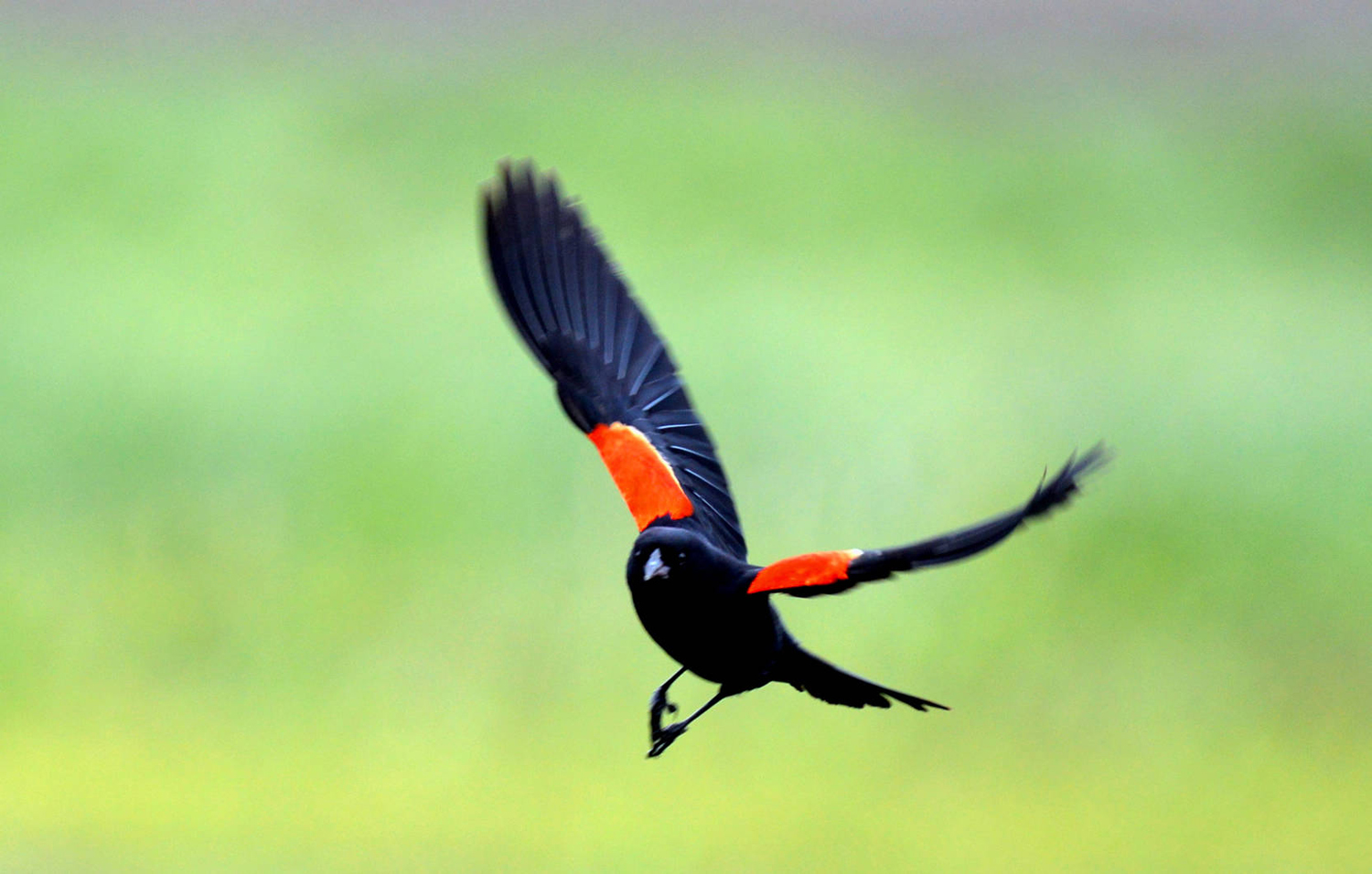 Red-winged blackbirds are a sure sign of spring