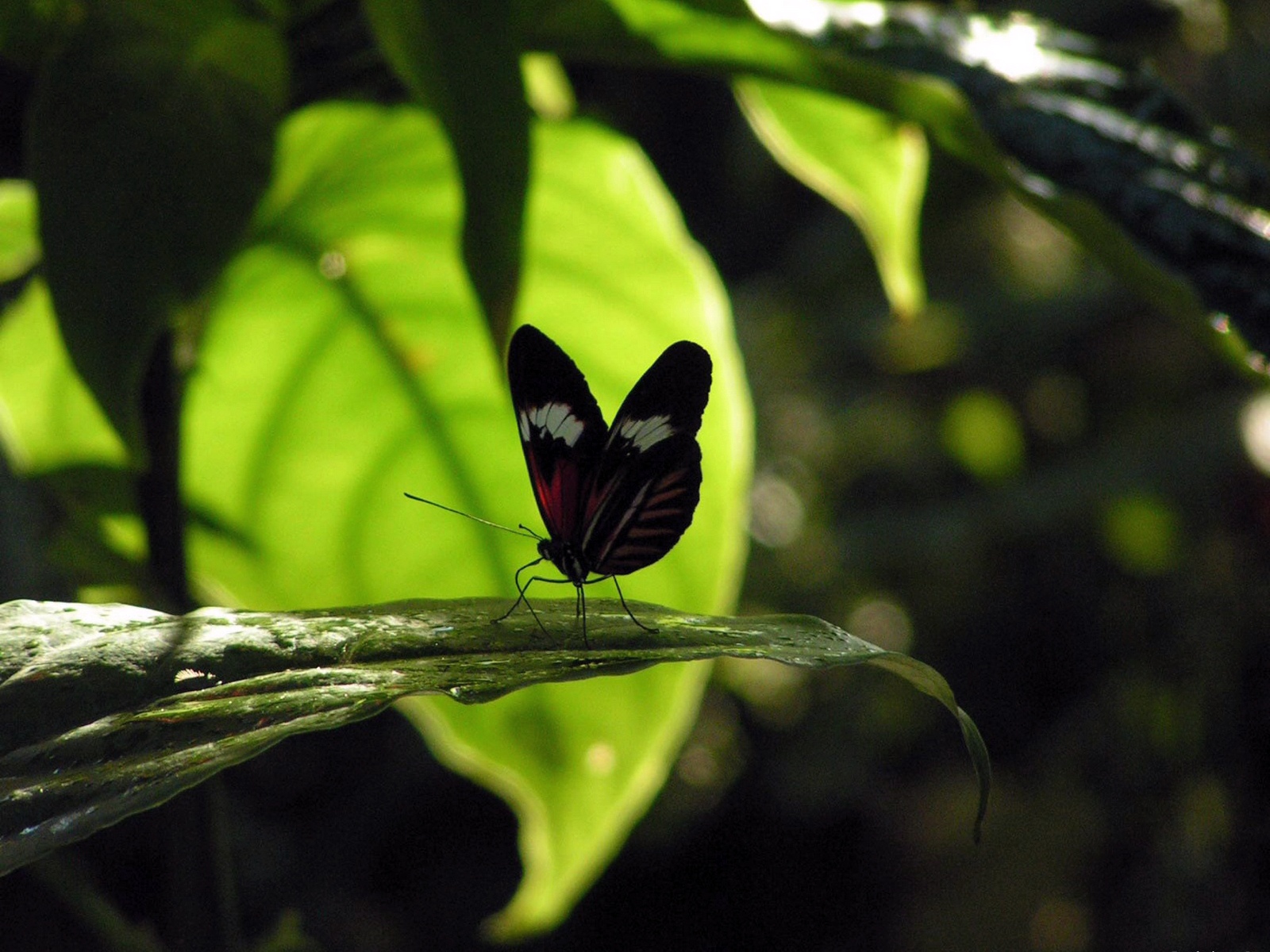 mariposa monarca: TAXONOMIA DE LA MARIPOSA MONARCA
