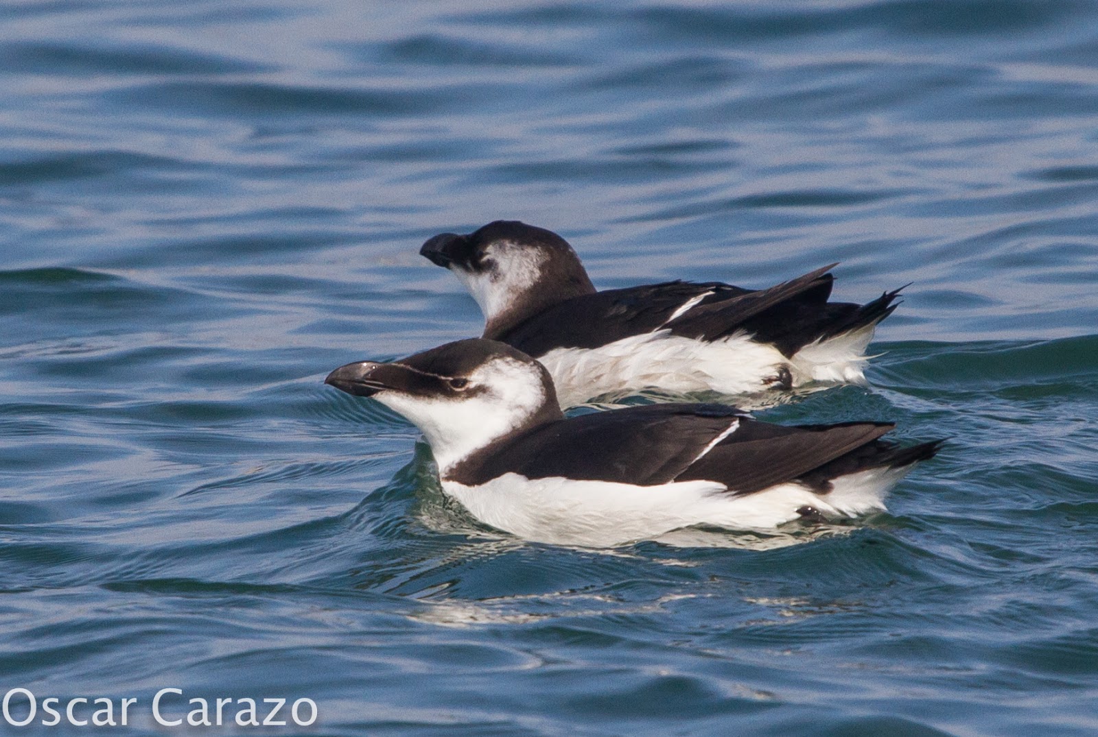 AVESANTURTZI: ALCAS EN EL ABRA DE BILBAO