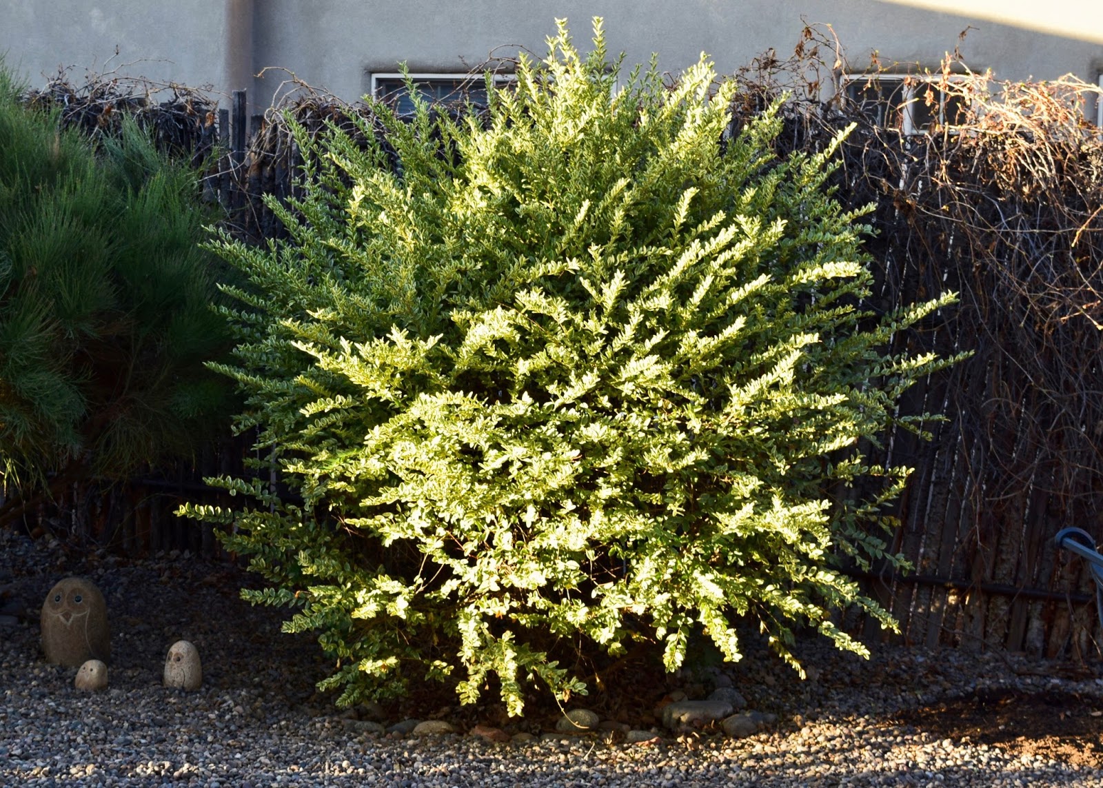 The Plants at Walking Rain: Chinese Privet / Ligustrum sinensis