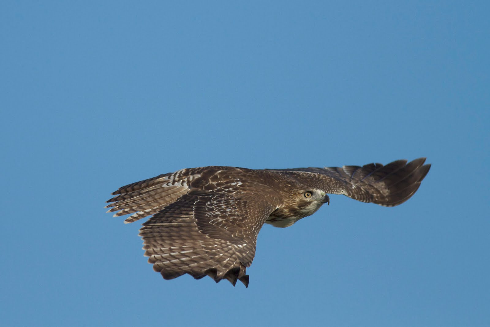 Red-Tailed Hawk Nest 2009-2017: Juvenile Red tailed hawk with full crop ...
