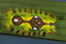 Membangun Perkebunan Kelapa Sawit: Hama Ulat Api Setothosea asigna van ...