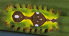 Membangun Perkebunan Kelapa Sawit: Hama Ulat Api Setothosea asigna van ...