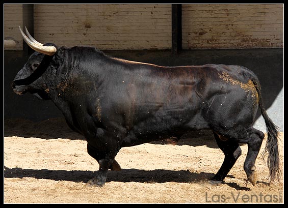 LOS TOROS DEL 2012 PARA LAS VENTAS MADRID | Almas Taurinas