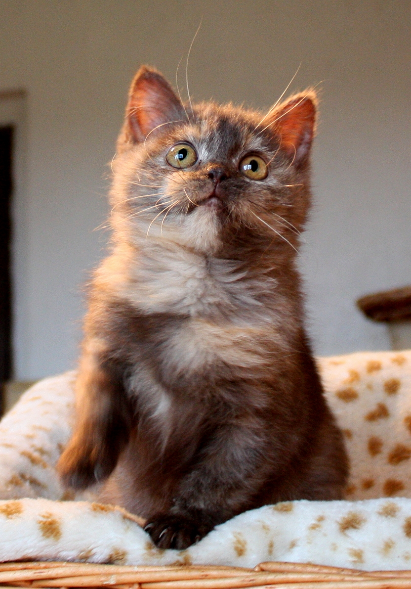 Britisch Kurzhaar (BKH) Kitten und Britisch Langhaar Katzenbabys ...