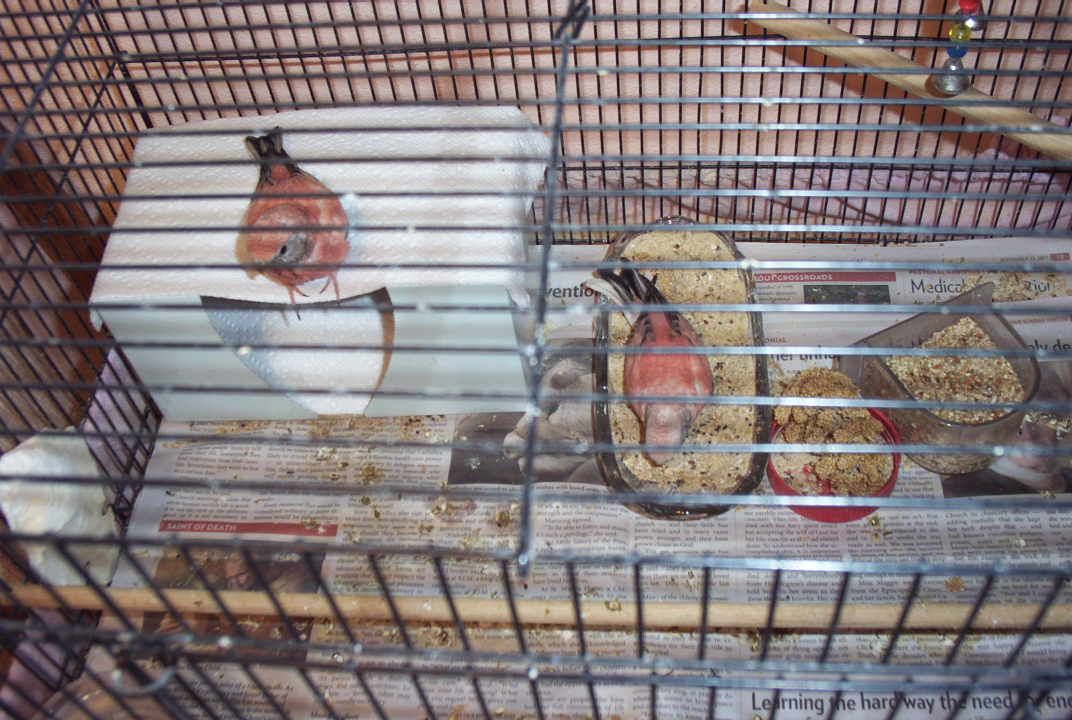 The Splendid Bourke Bird Blog: What to Feed Bourke Parakeets, A Question