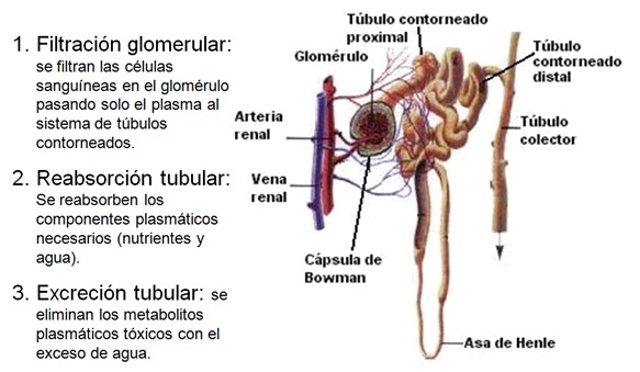ies faro biología y geología: FORMACIÓN DE LA ORINA