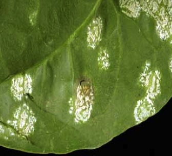 Jersey Veg Crops Ag Updates: Vegetable Disease of the Week