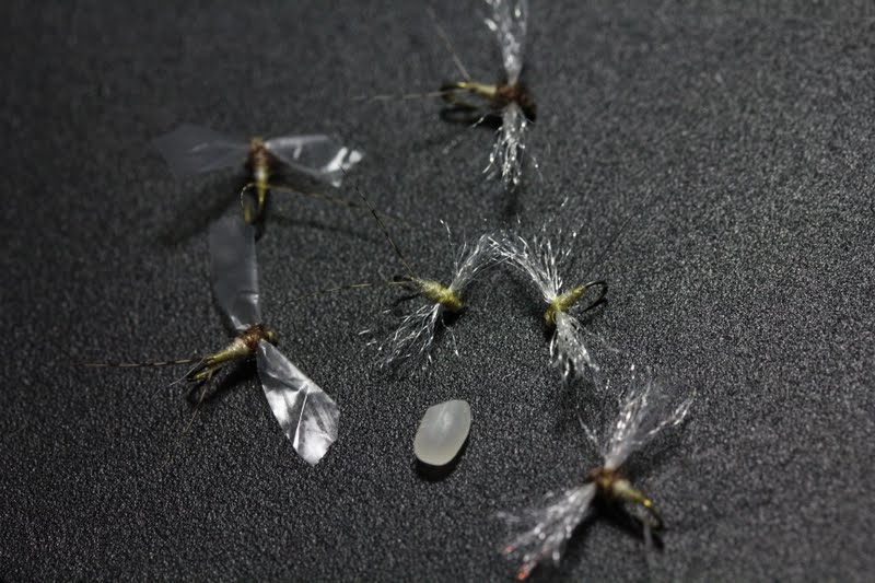 African 'Lance' was in Boise: Caenis SP(HIMEKAGERO); just a grain of ...