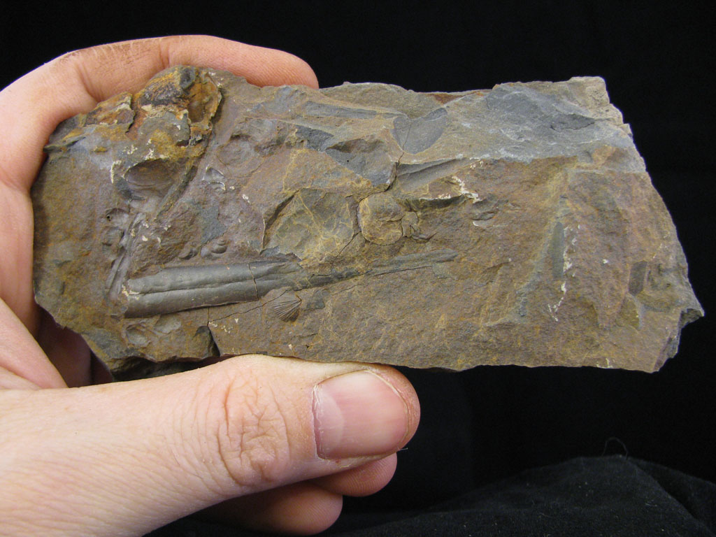 Views of the Mahantango: Bactrites aciculum cephalopod from the ...