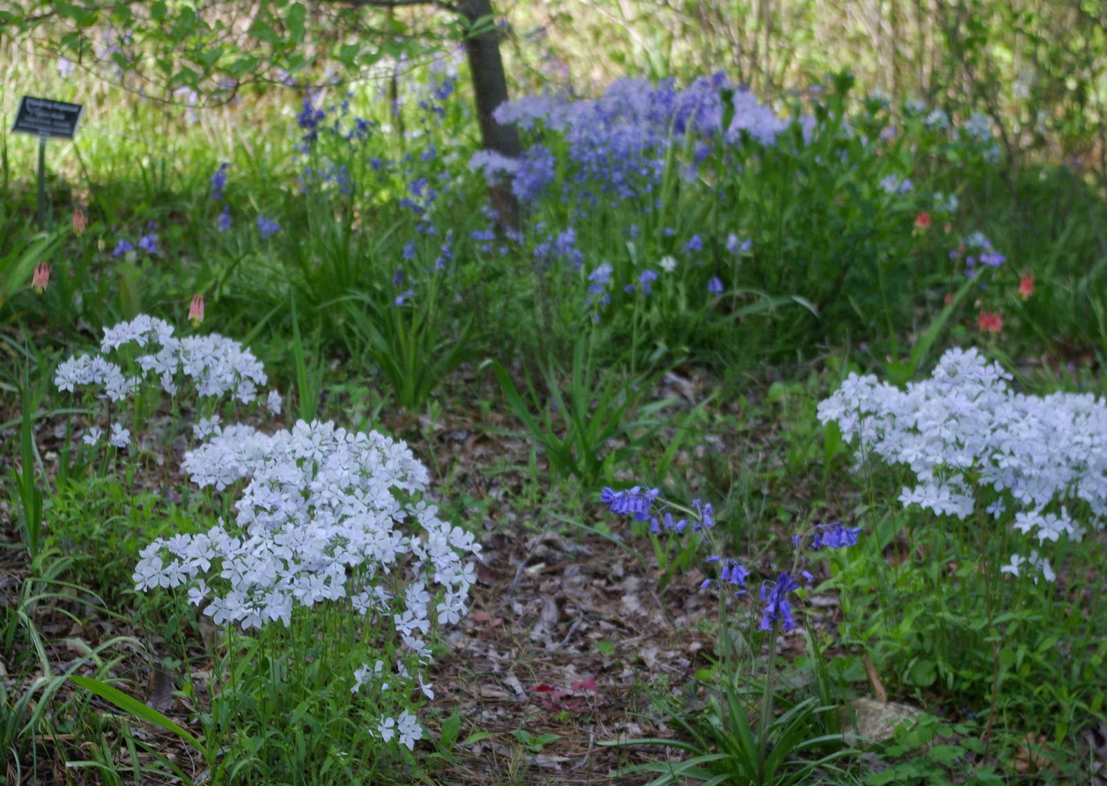 sweetbay: Coker Arboretum and Sisters' Garden, on a sunny day
