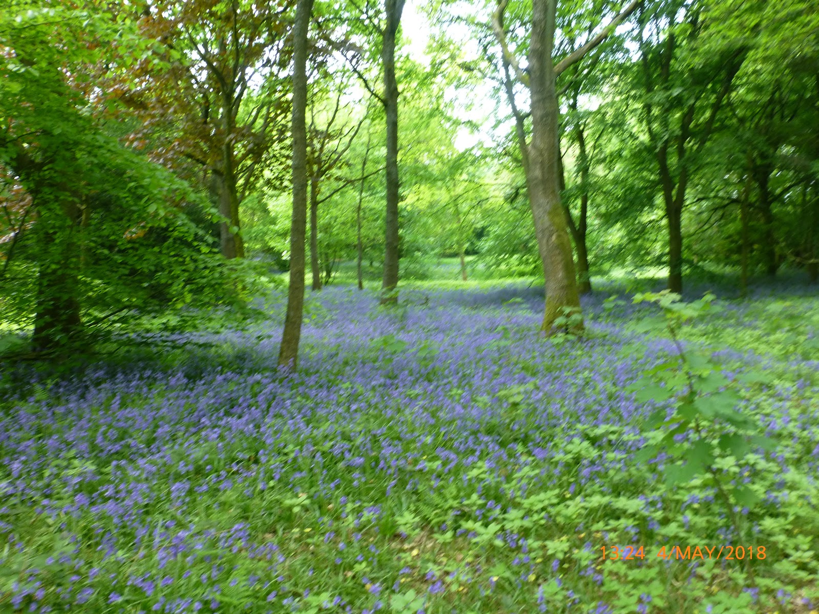 Harris Hikers: A Bluebell Wood Walk Around Parbold 19th May 2018