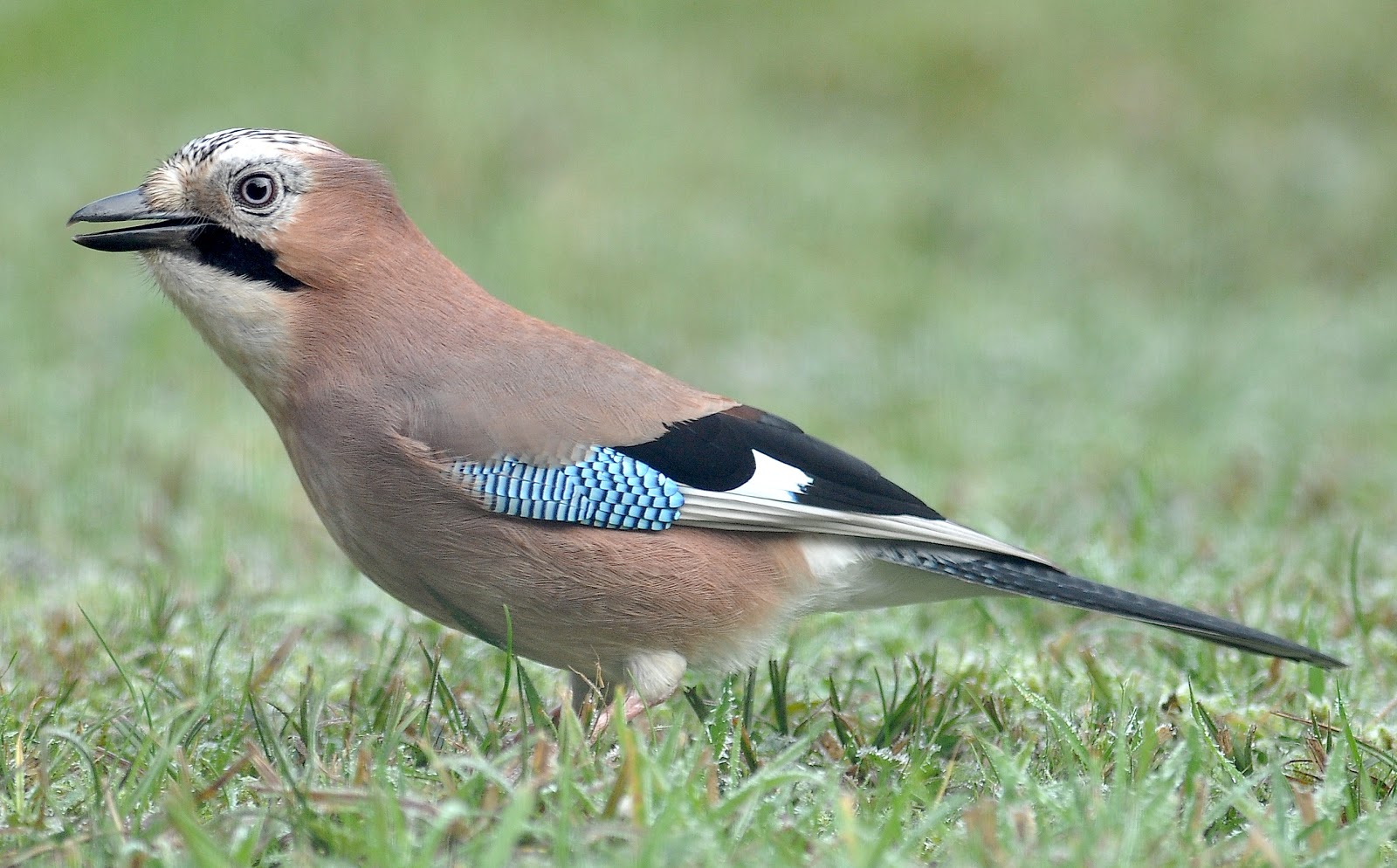 GeekTeacher's Birding Scrapbook: Jay goes nuts for a bag of monkeys!