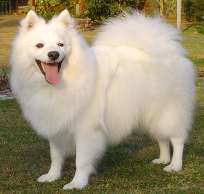 Spitz japones