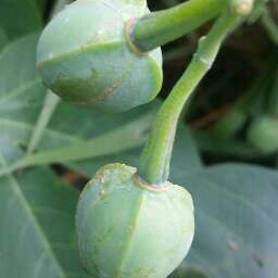 Warisan Petani: Pokok Ubi Gajah.